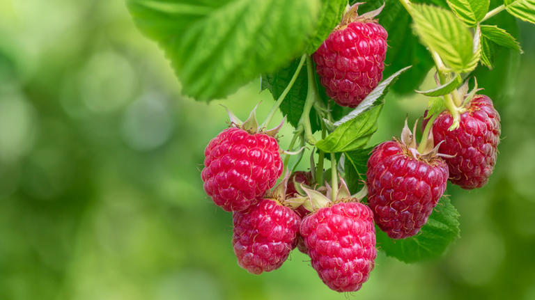 5 Fruit Tree And Shrub Combinations You Shouldn't Grow Too Close ...