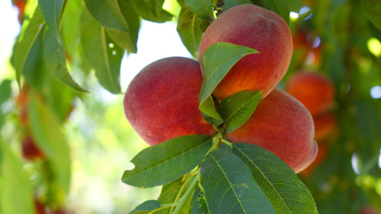 5 Fruit Tree And Shrub Combinations You Shouldn't Grow Too Close ...