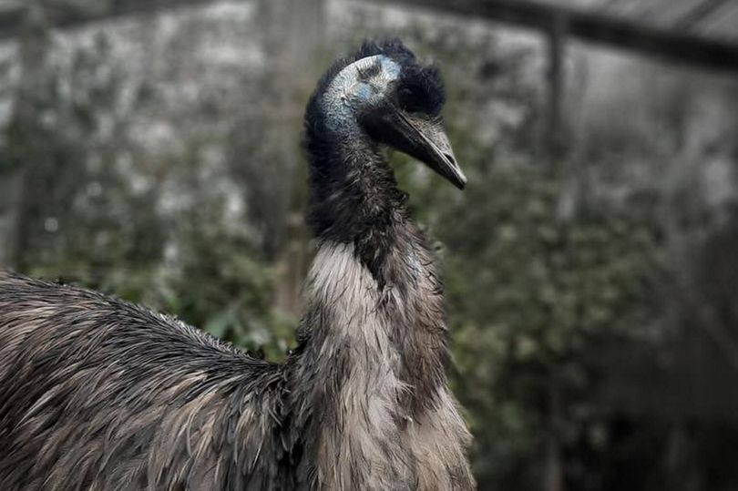 World's oldest emu Emma dubbed 'grumpy old man' dies aged 44 as ...