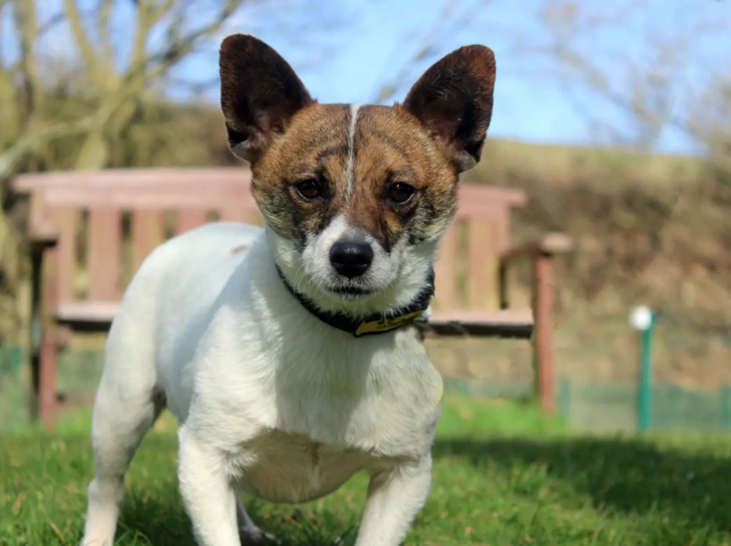 These 19 cute dogs and puppies at Dogs Trust Merseyside are looking for ...