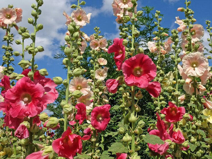 Blühende Hecke mit Cottage-Flair: Diese 7 Stauden brauchst du