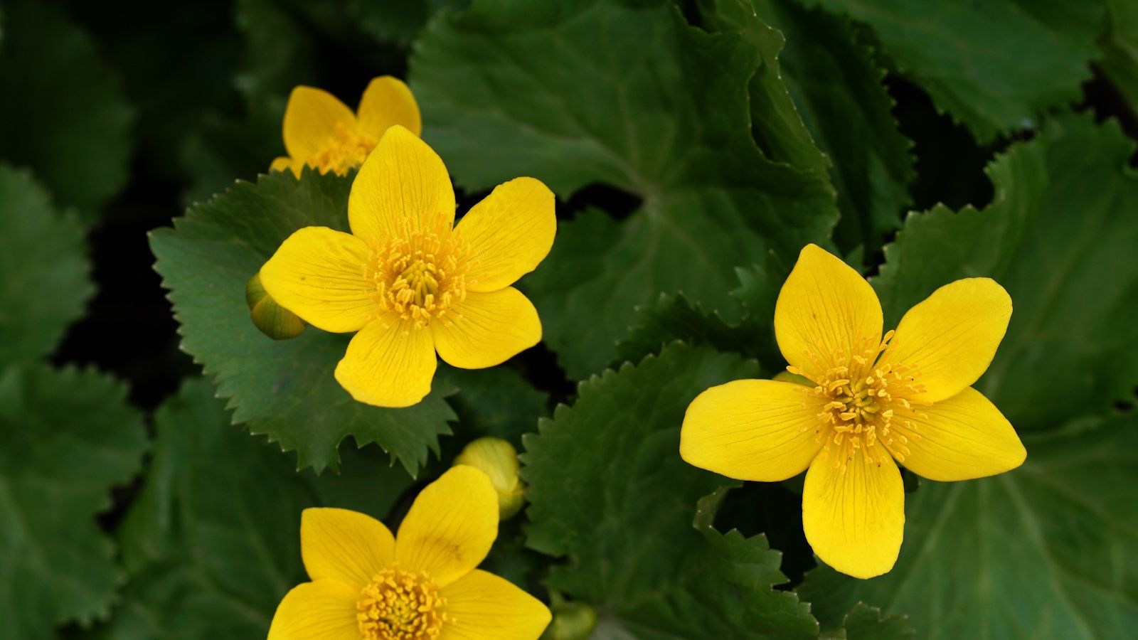How to grow marsh marigolds – the ultimate low-maintenance, moisture ...