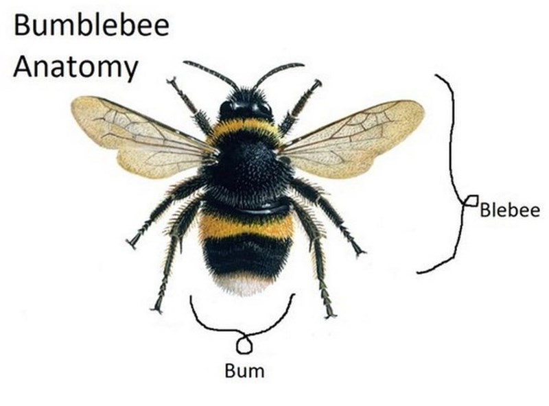 25 Random Animal Memes Taking You on a Rambunctious Rodeo of Animal ...