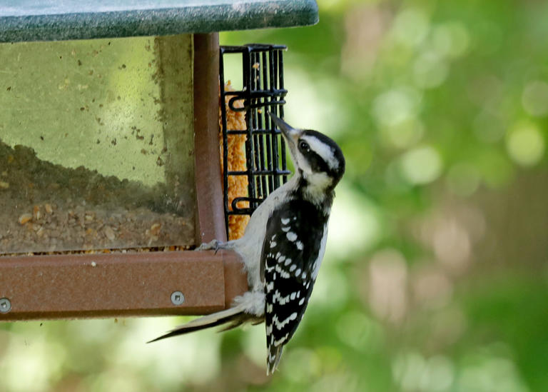 With bird flu circulating, is it safe to leave up bird feeders?