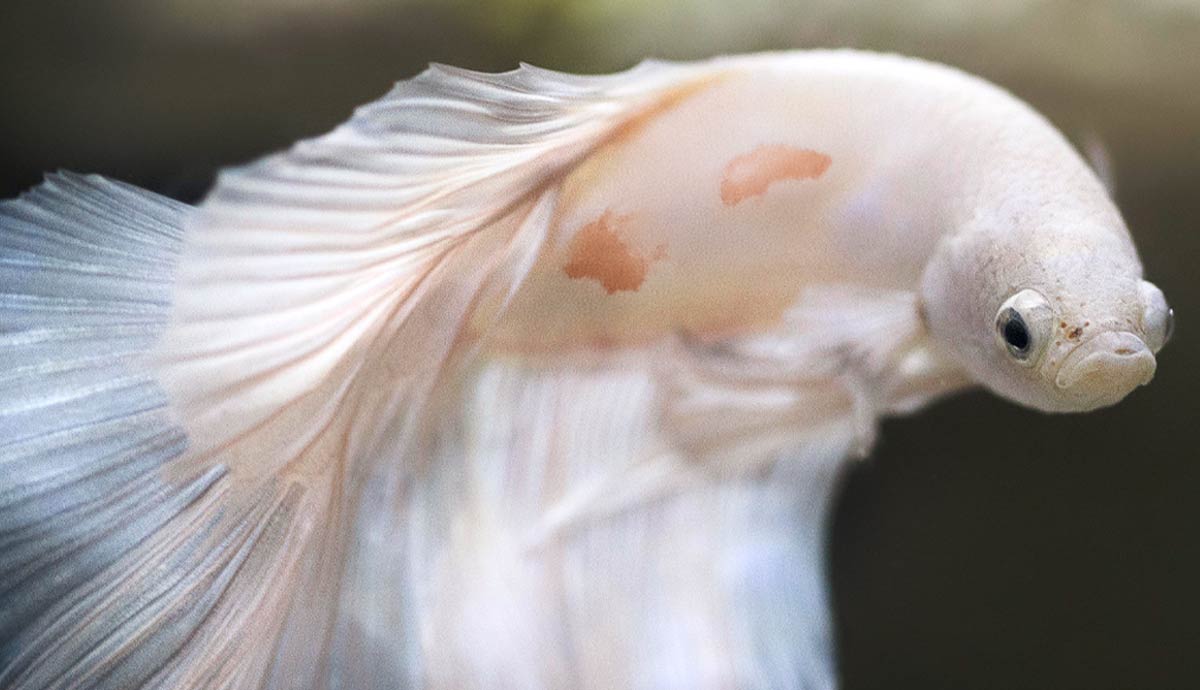 Swim Bladder Disease: Symptoms, Treatments, and Prevention