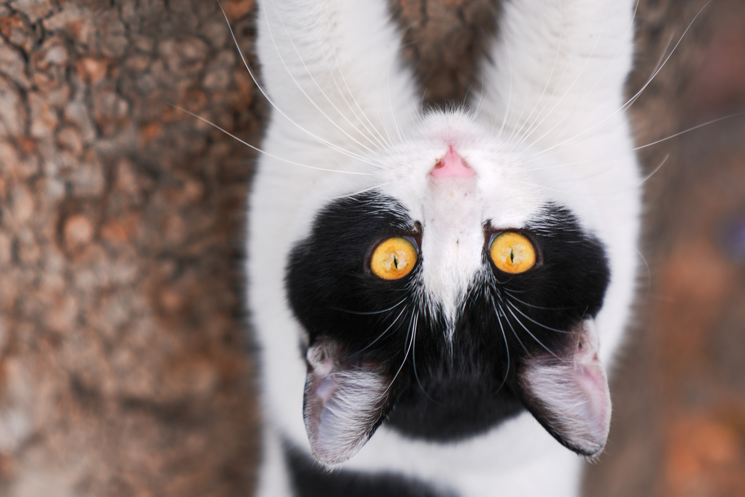 Curiosidades sobre los gatos que quizás no conocías