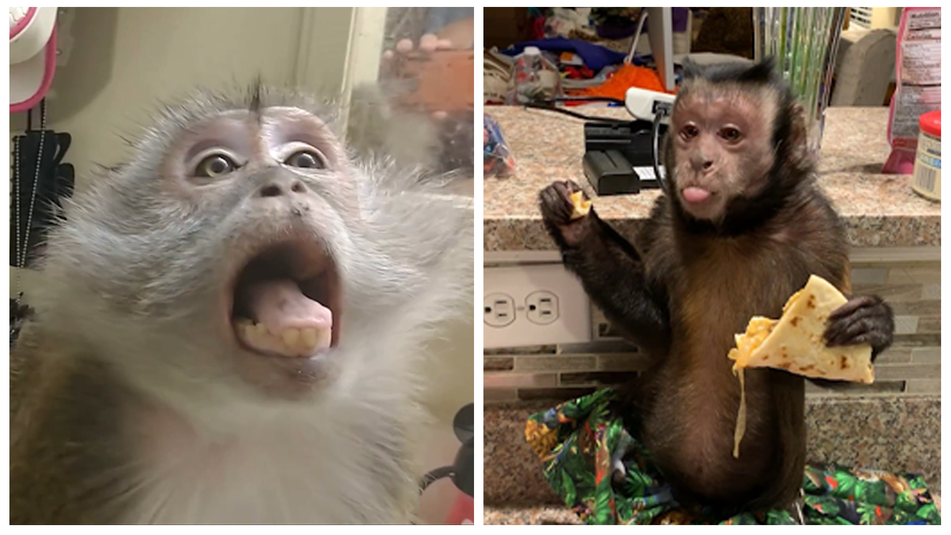 Monkeys Always Know How to Make You Laugh! 🤣🙈