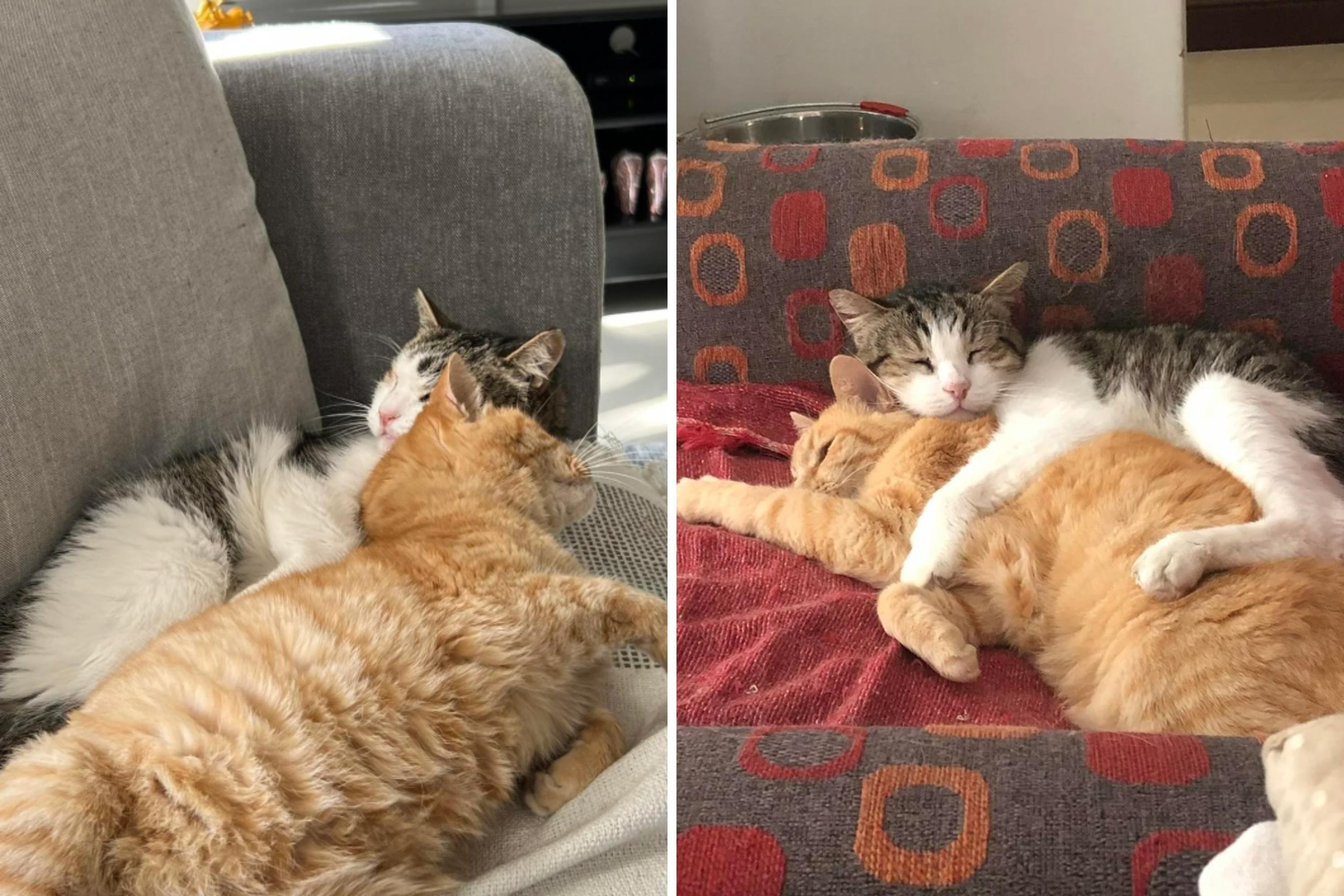Inseperable 'Married' Cats Snuggling Everywhere Melt Hearts