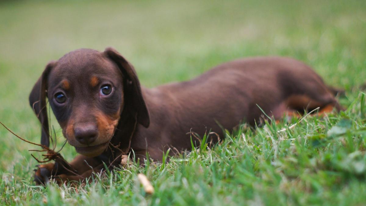 Unos veterinarios se niegan a sacrificar a un perro salchicha y acaba ...