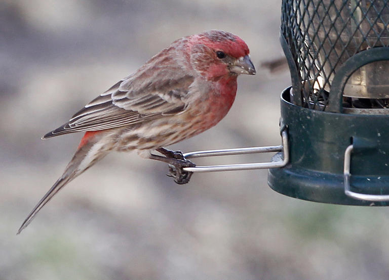 With bird flu circulating, is it safe to leave up bird feeders?