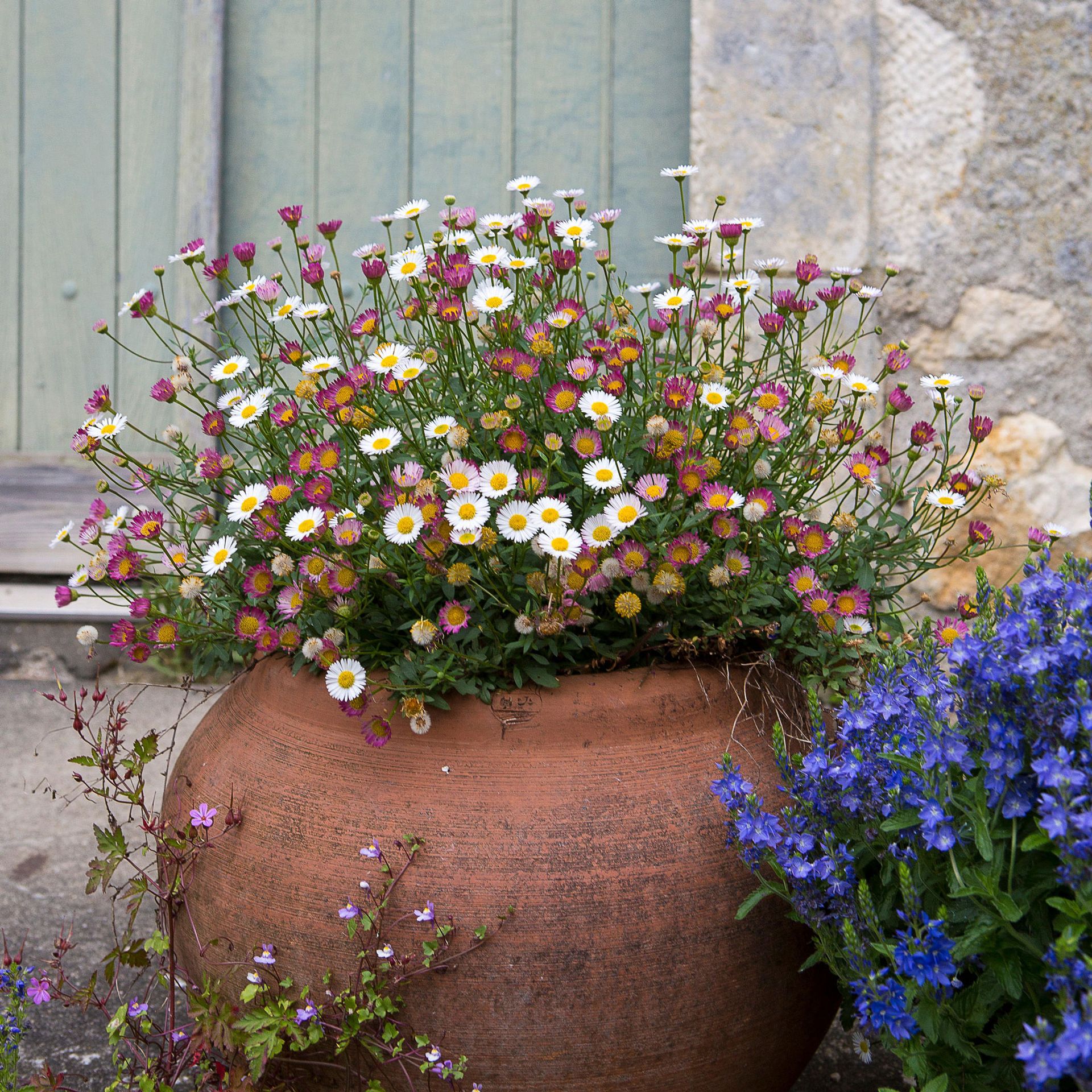 The best low-maintenance plants for pots for an effortlessly good ...