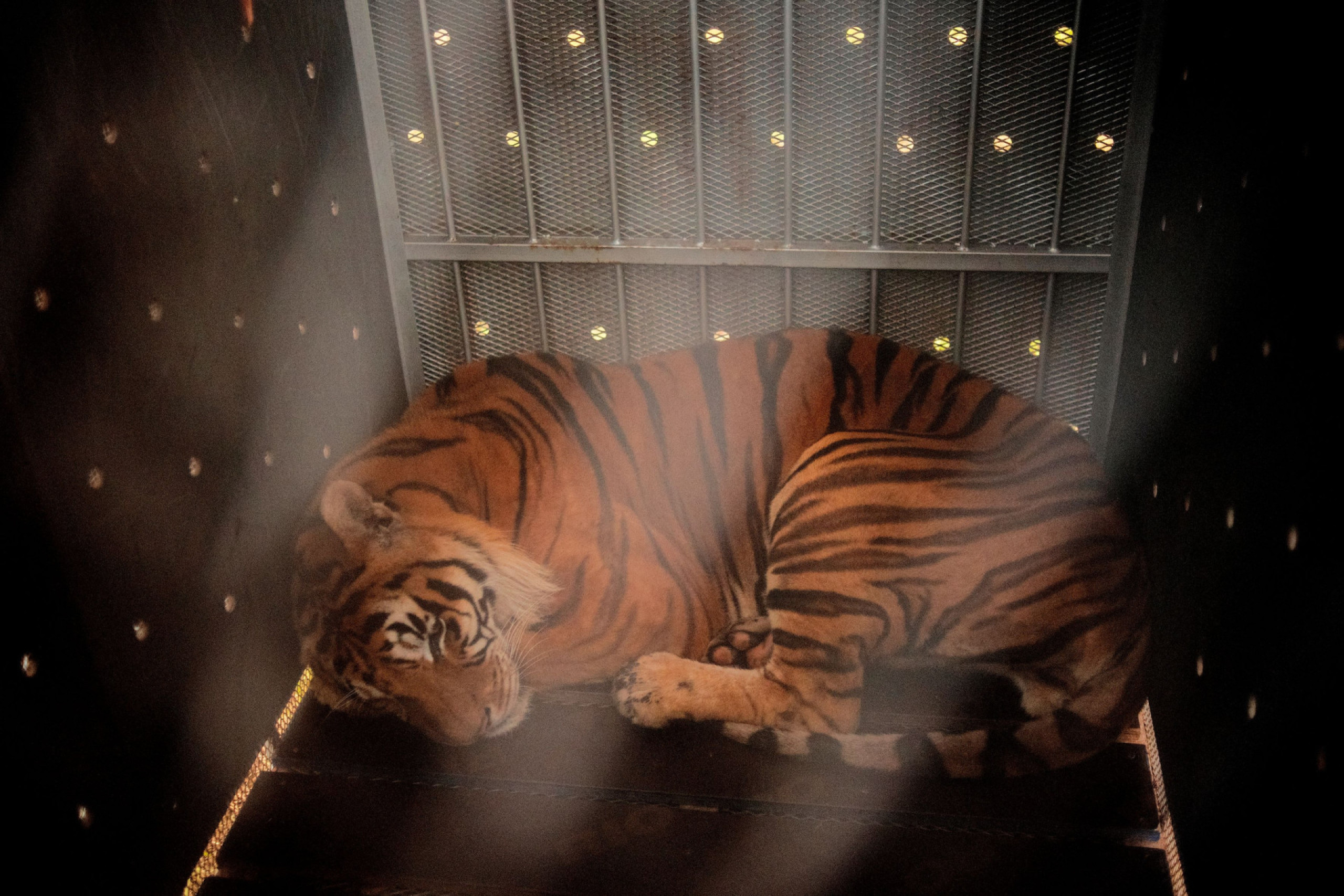 Endangered and exploited: the most trafficked animals on the planet