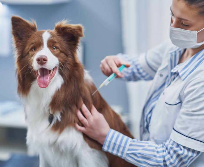 Healthier dog: Tips to make choosing the right veterinarian easy