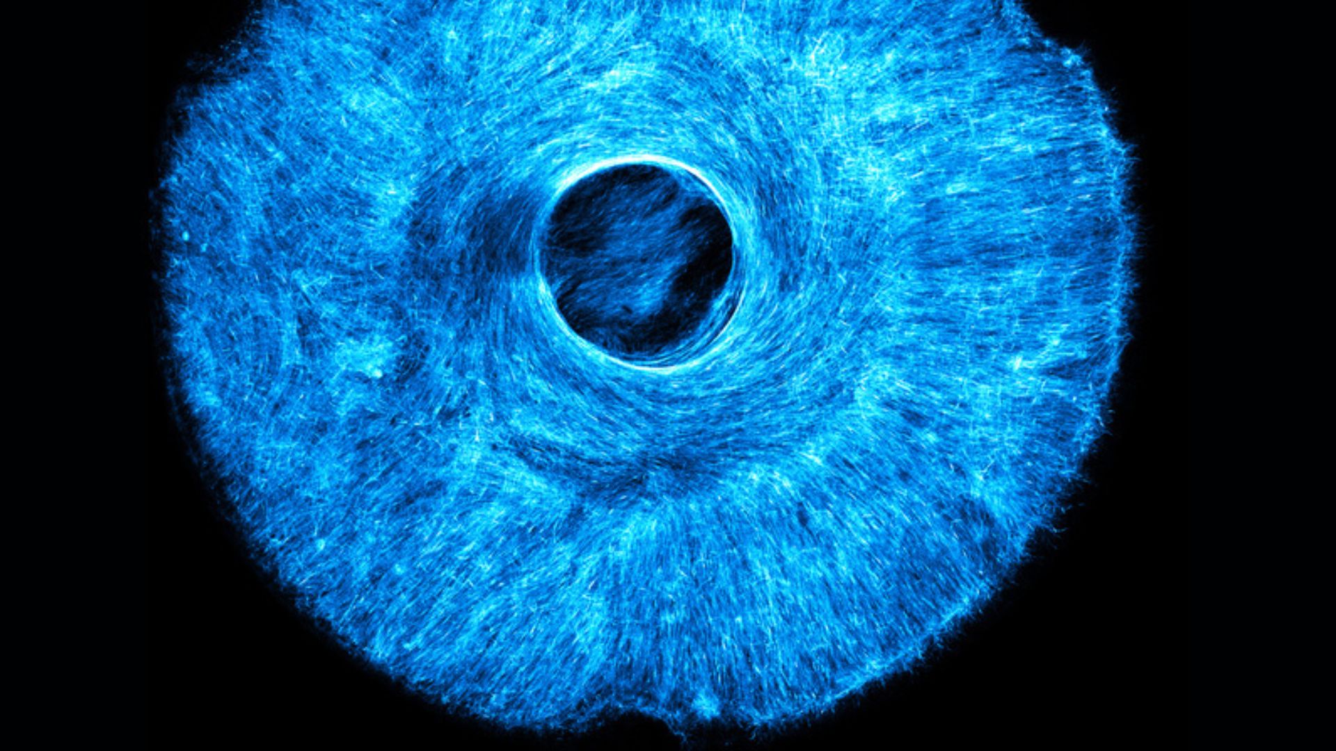 MIT’s new artificial muscles for soft robots mimic real tissues for ...