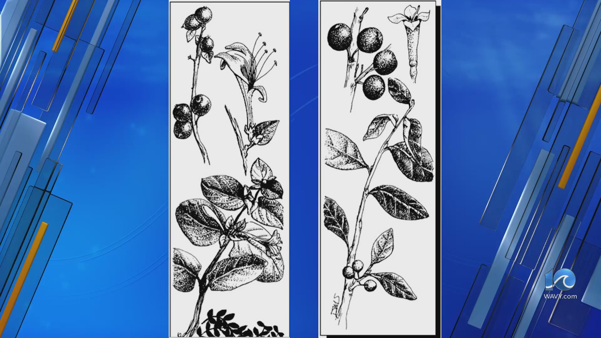 Invasive species impacts Virginia native plants every year