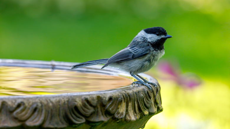 Clever Tips To Attract Bug-Eating Birds To Your Yard