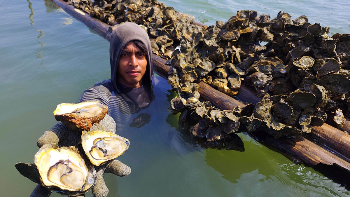 Rising heat index benefits ‘talaba’ industry in Alaminos City