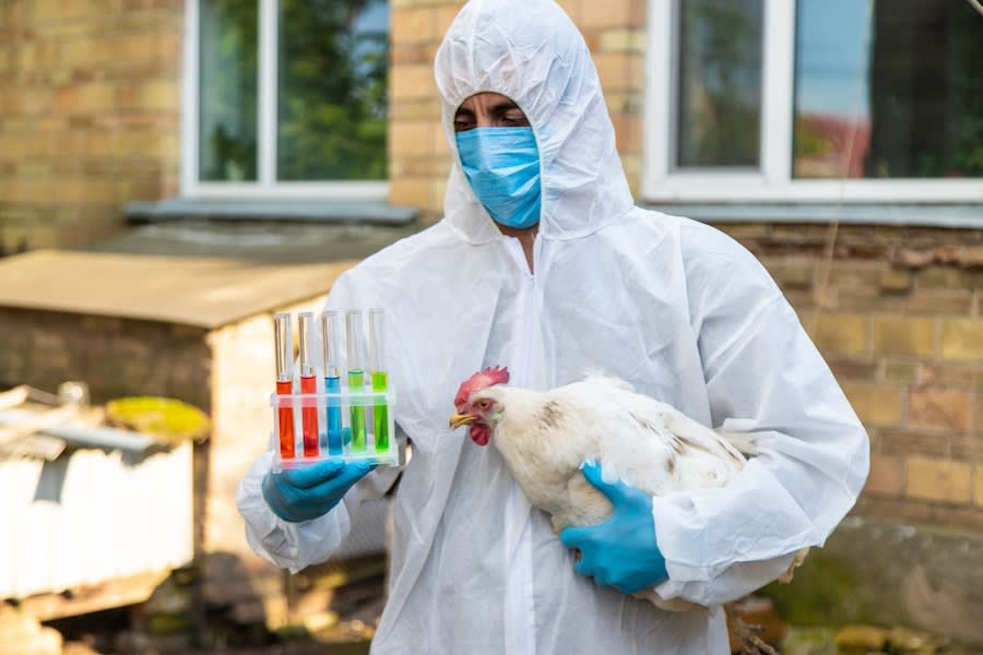 Everything you need to know about the avian influenza
