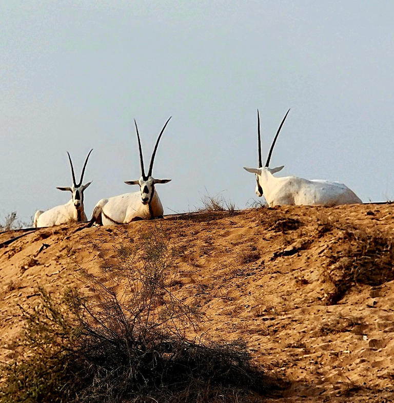 Stunning UAE landscapes and moments captured: A visual journey through ...