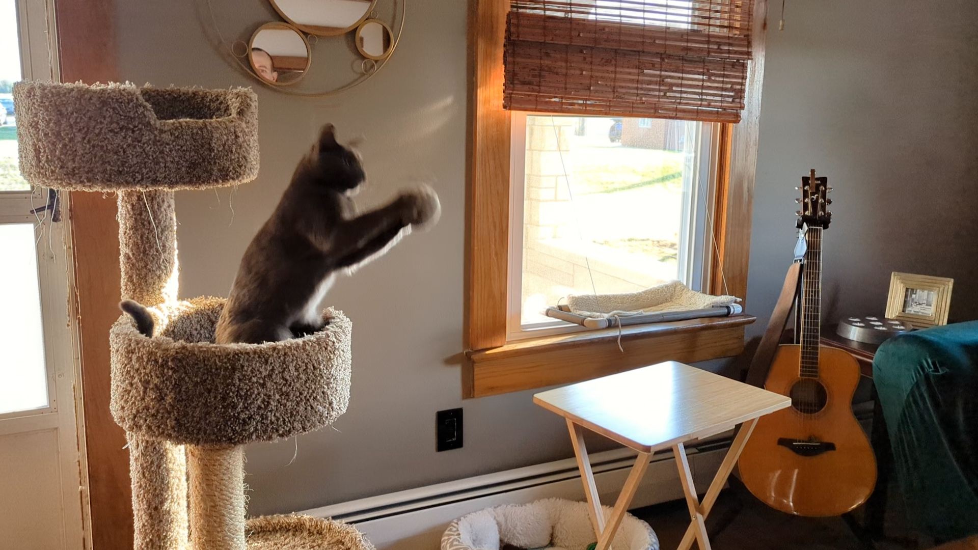 Cat Catches Dryer Ball