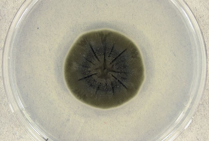 Radiation-Absorbing Fungus Discovered In Chernobyl's Ruins