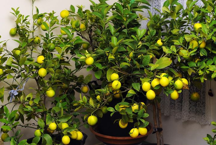 20 Productive Fruit Trees For Any Size Garden