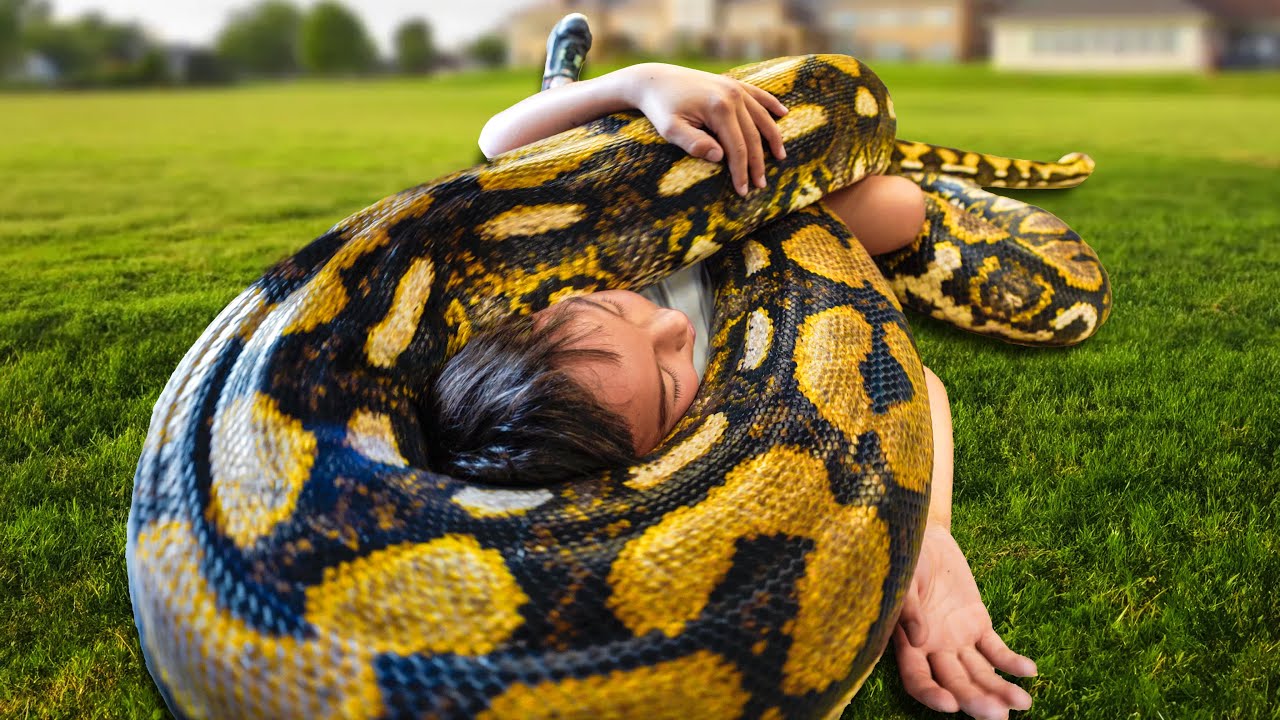 World's Largest Snake Takes Down 10yr Old