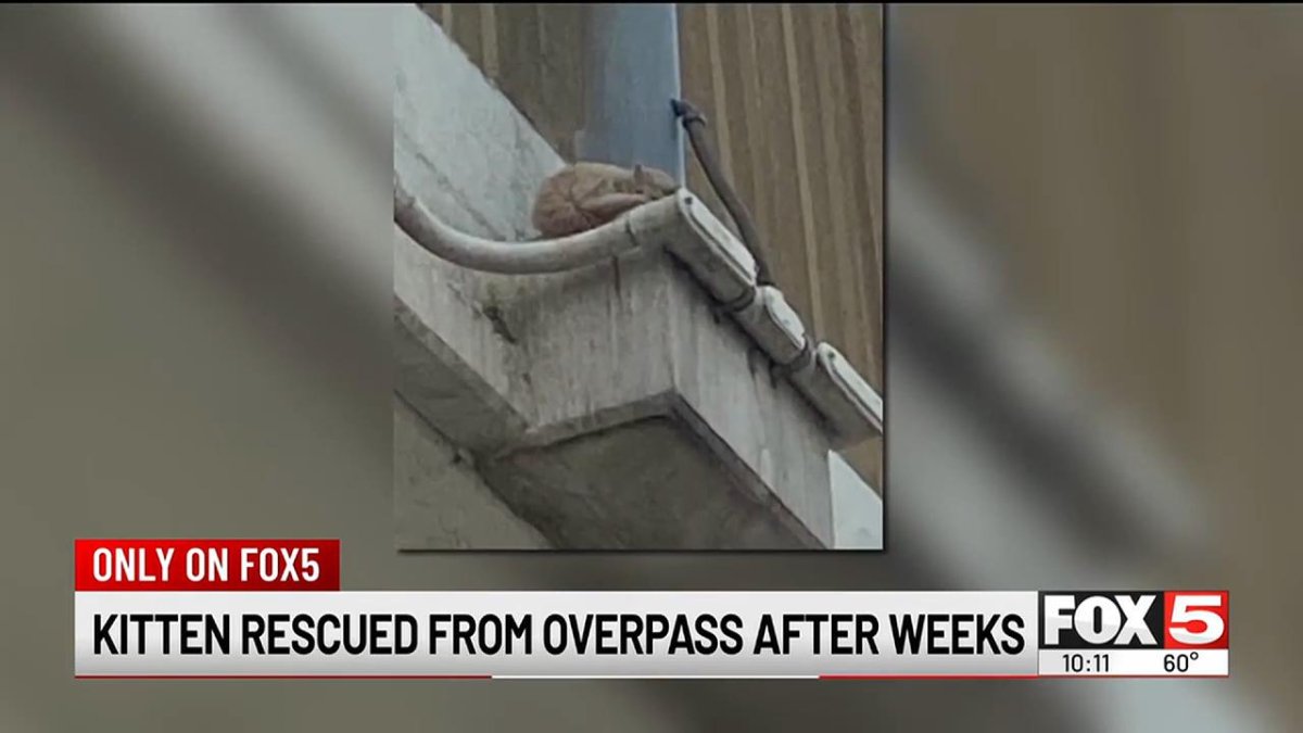 Watch: Kitten rescued after three weeks on Las Vegas overpass