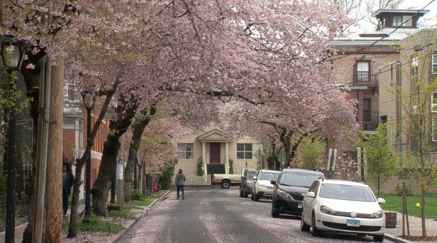 Where to see cherry blossom trees in Connecticut this April