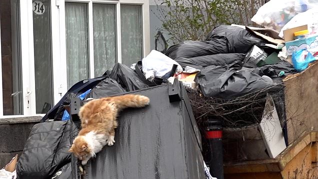 Cat seen hunting for rats feasting on bin strike 'banquet' of rotting food