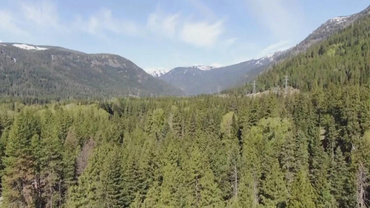 Can Washington boost timber production to counter tariff costs?