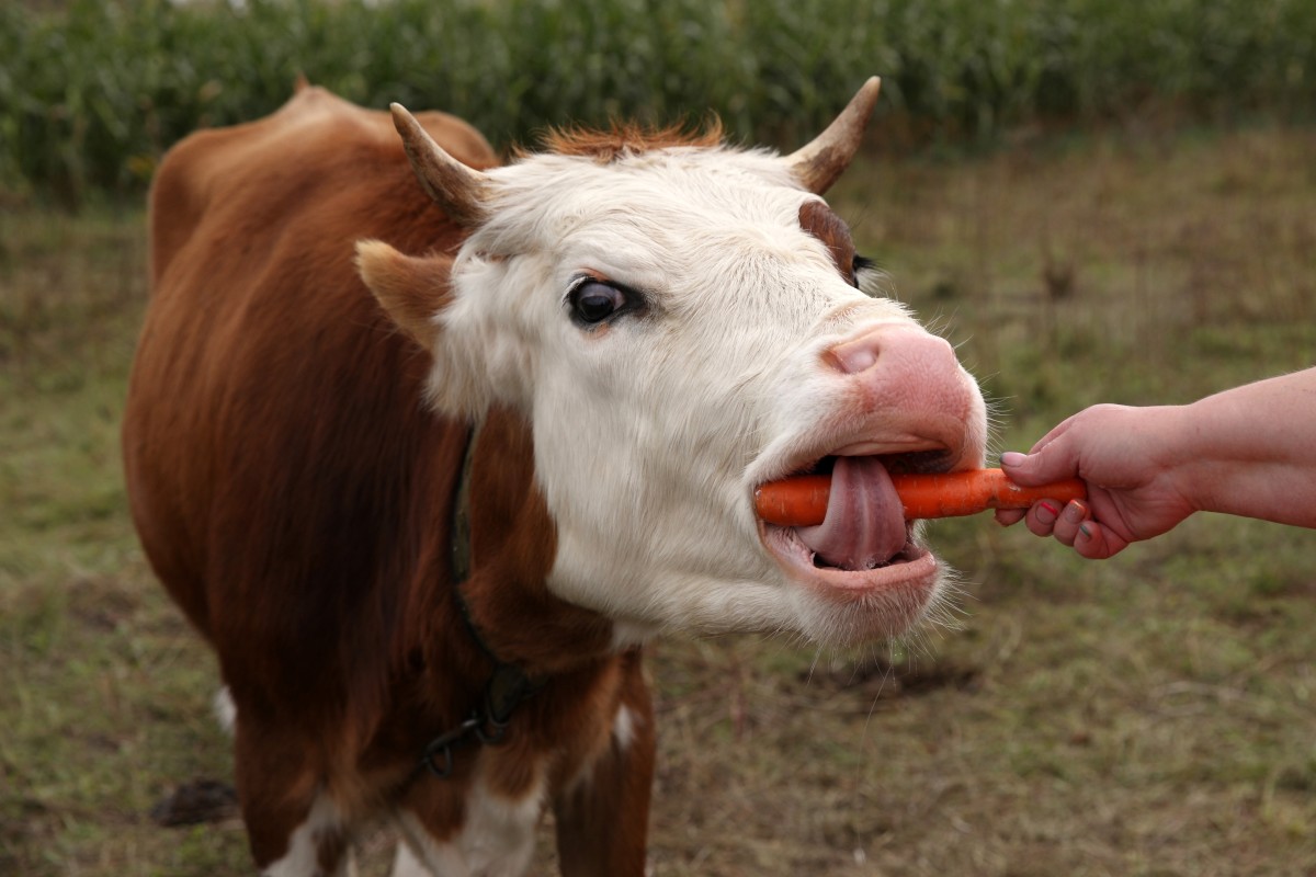 Animal Sanctuary Sets Up a "Cow Carrot Drive Thru' and People Can't Get ...