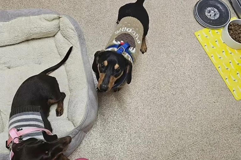 Tragic final days of mum eaten by sausage dogs pair 'Frankie and Millie'