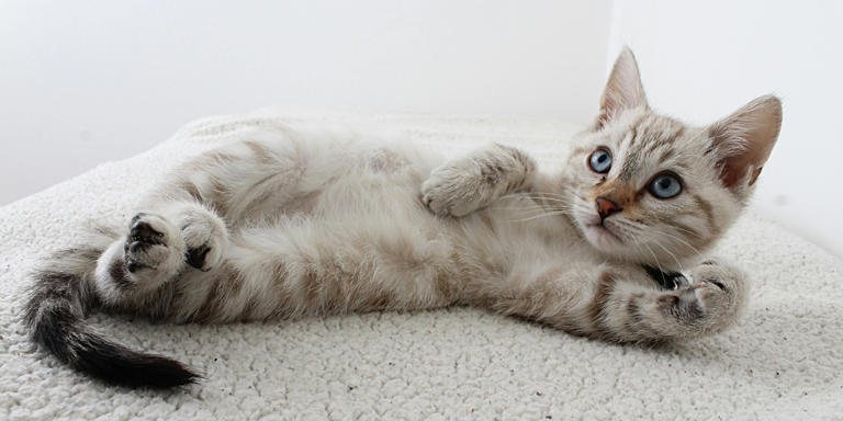 Your cat's age will surprise you: here's how to calculate it