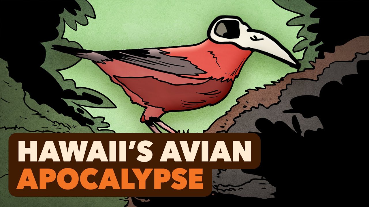 The Mass-Murdering Mongoose - Hawaiian History