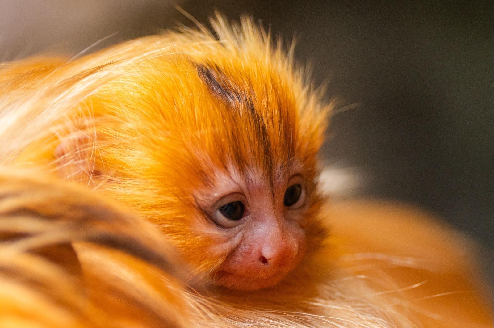 Nacen en Loro Parque dos tamarinos león dorado, primates en peligro de ...
