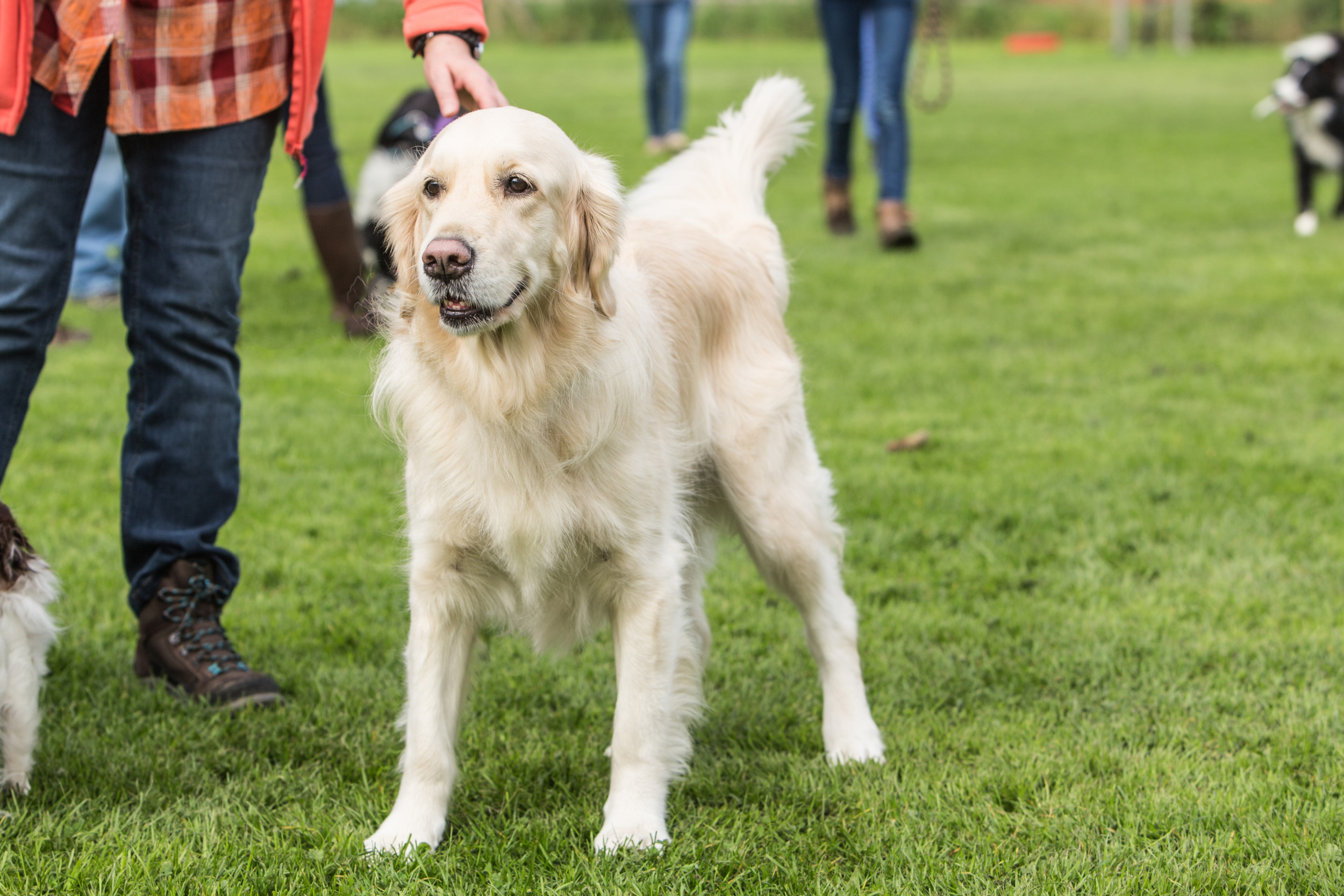 Owners Take Golden Retriever to Dog-Friendly Zoo—His Reaction Says It All