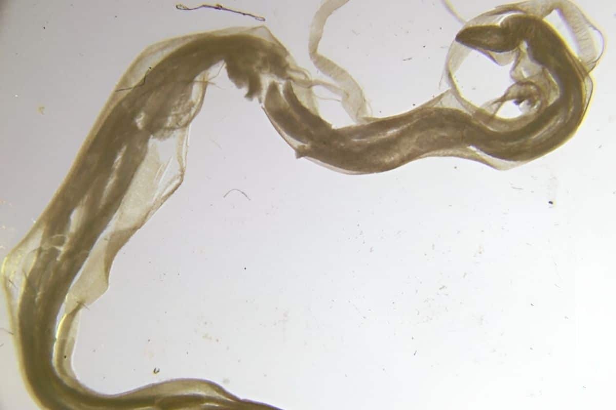 They Found Worms in 40-Year-Old Canned Salmon—But It’s Great News!