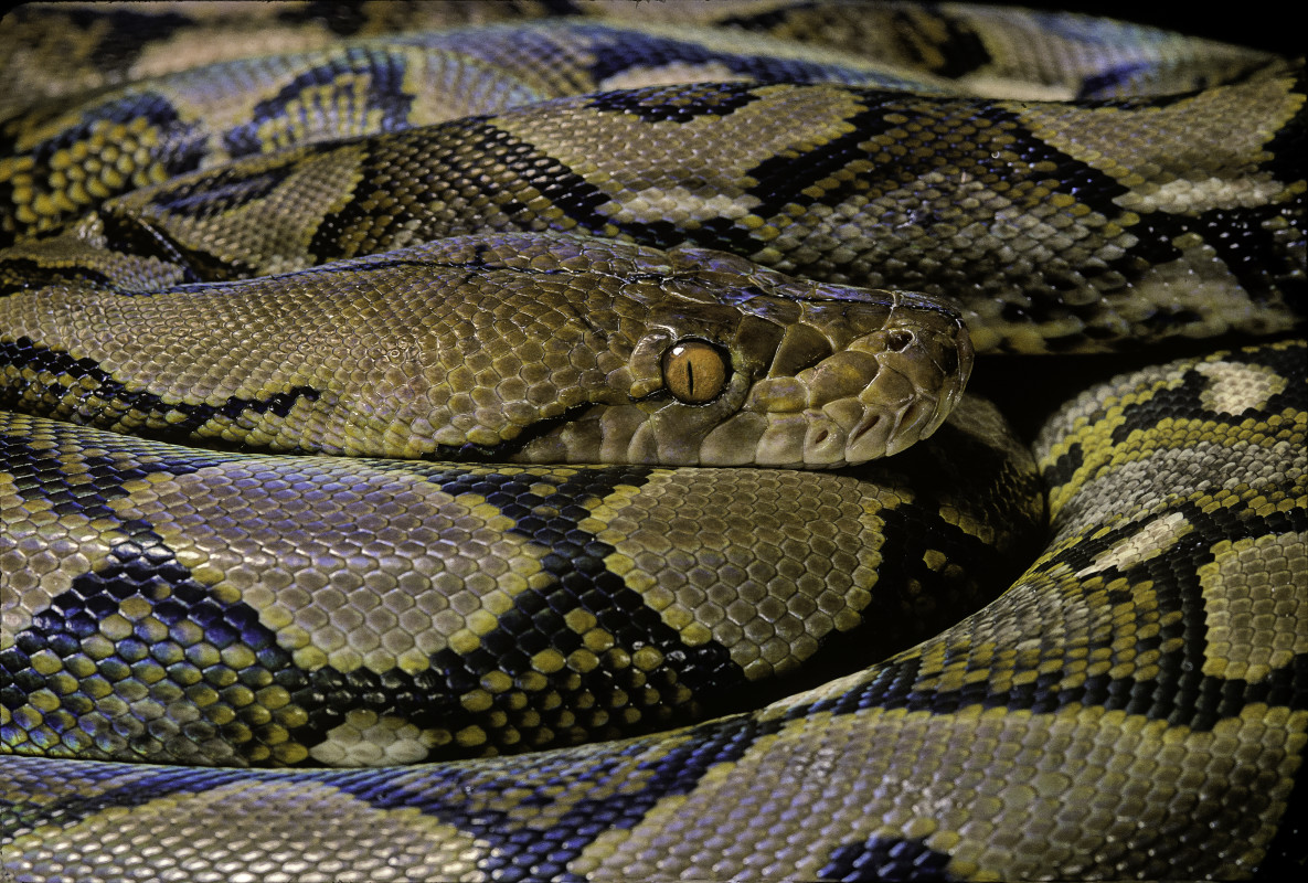 Thieves Allegedly Used Pythons to Rob Gas Station