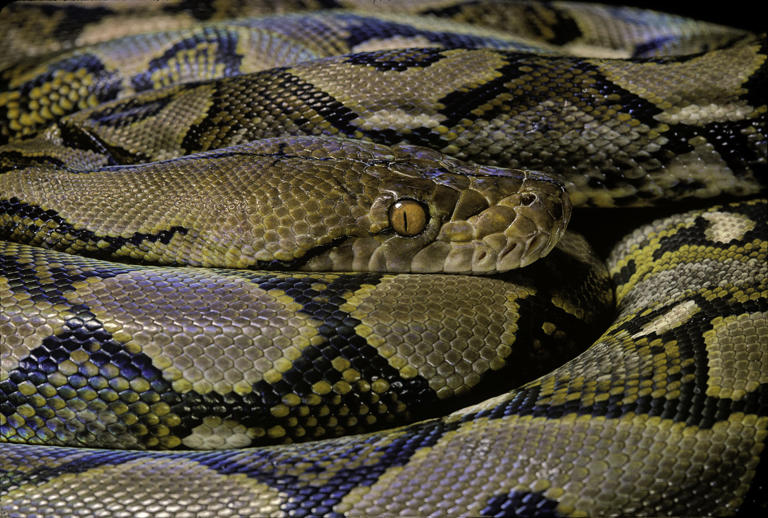 Thieves Allegedly Used Pythons to Rob Gas Station