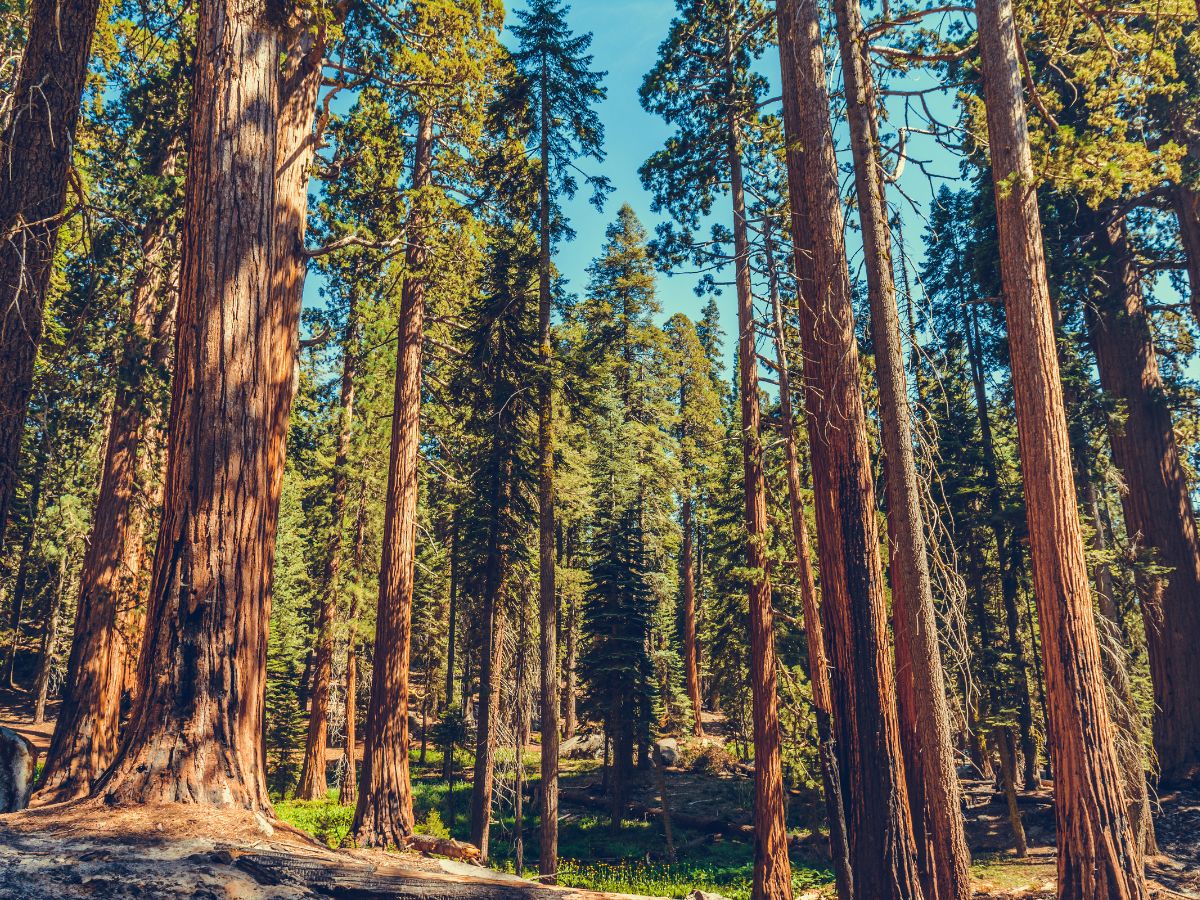 This US National Park Is Home to the Largest Tree - Here’s How to See ...