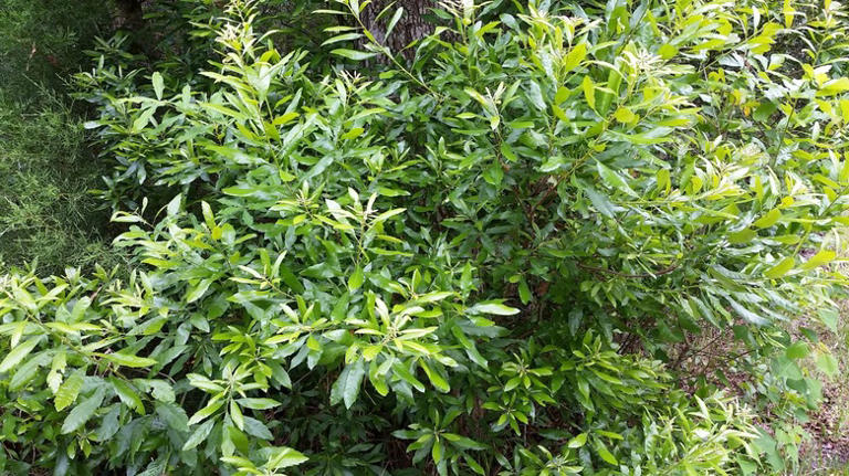 Plant Fast-Growing Wax Myrtle Trees In Your Yard For A Low-Maintenance ...