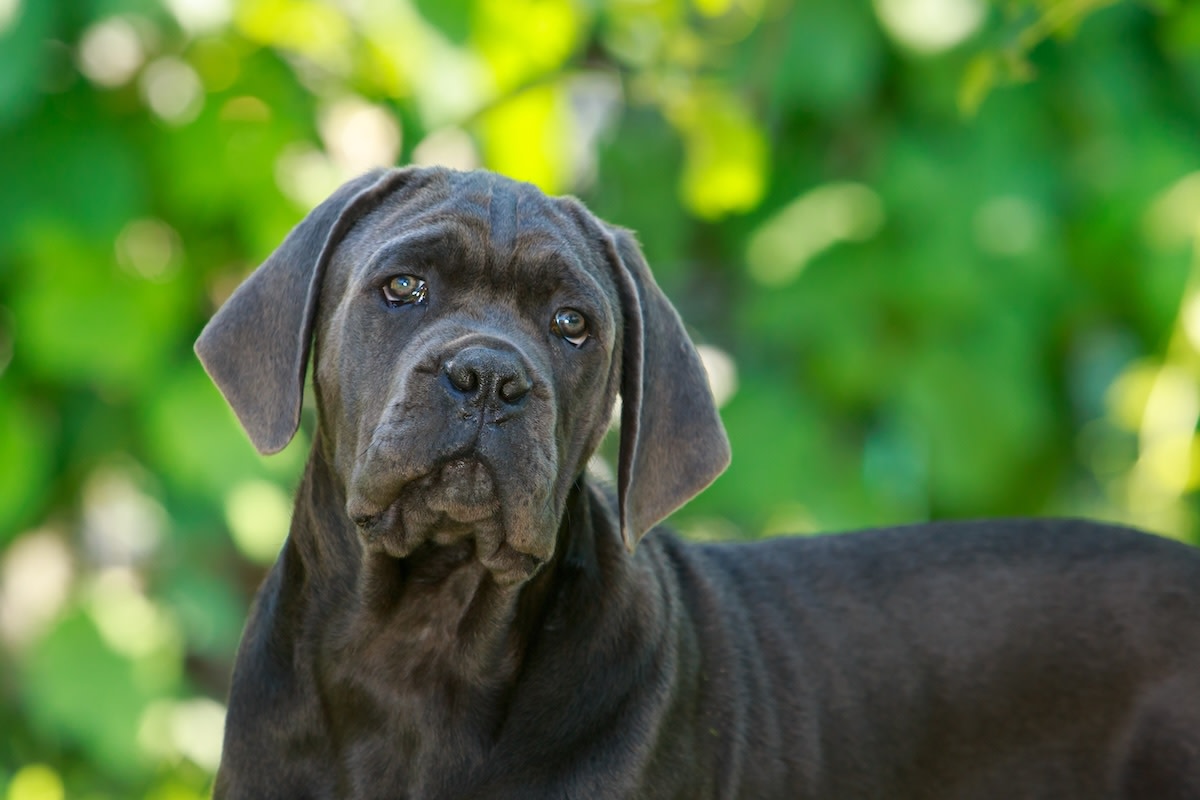 Giant Cane Corso 'Thinks He's a Cat' in Adorable Case of Mistaken Identity