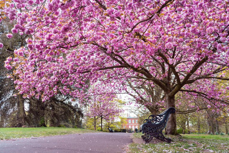 12 of the best places to see spring blossom in the UK
