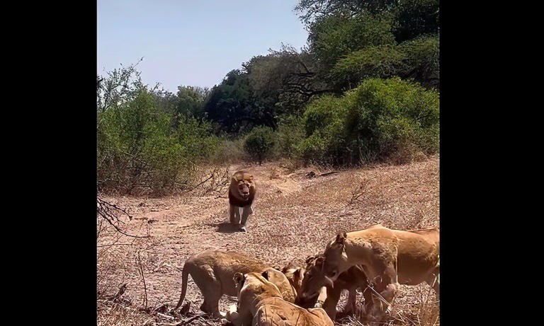 Dramatic footage shows lion charging in to collect 'dad tax' from pride