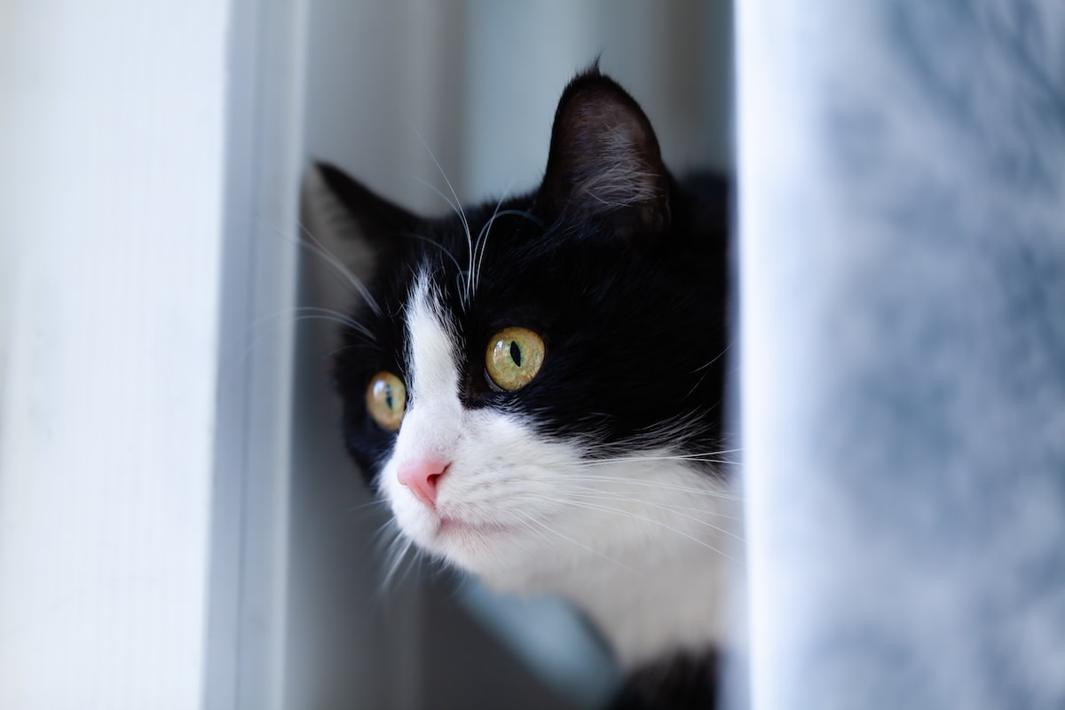 One-Eared Tripod Tuxedo Cat with Unusual Meow Sounds Just Like a ...
