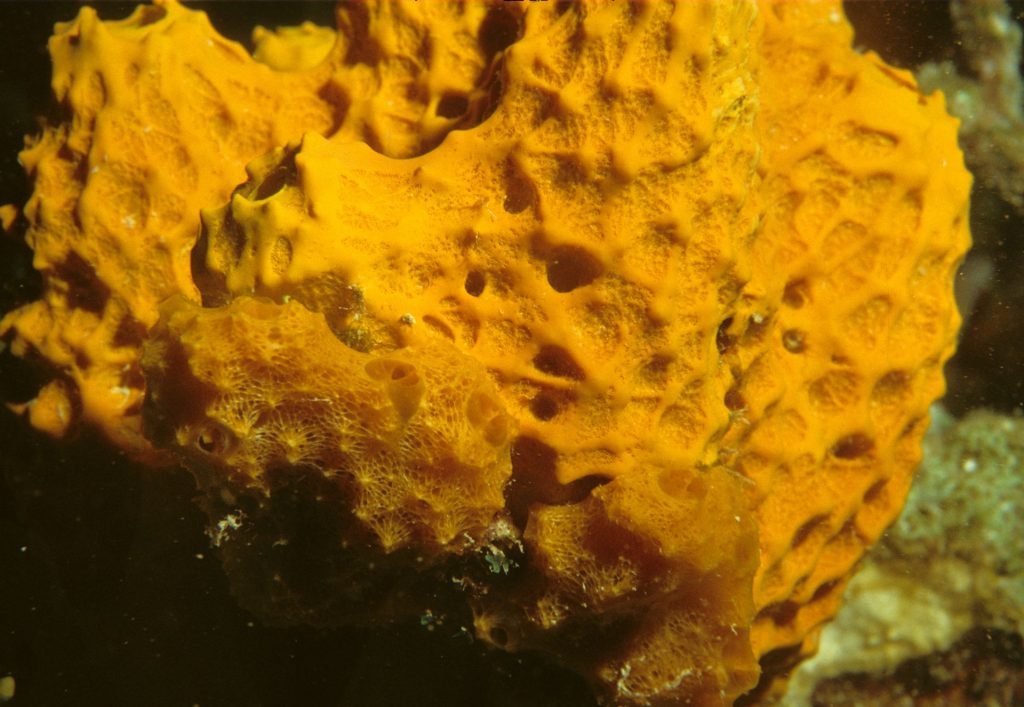 Scientists discover 10 new species of sponge near Hawaii
