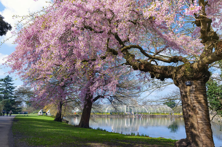 12 of the best places to see spring blossom in the UK