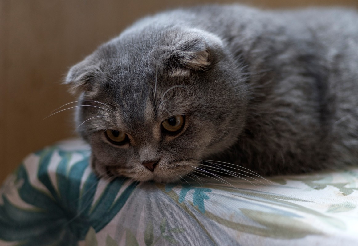 13-Year-Old Cat Who Landed at Shelter After Human Passed Away Has the ...