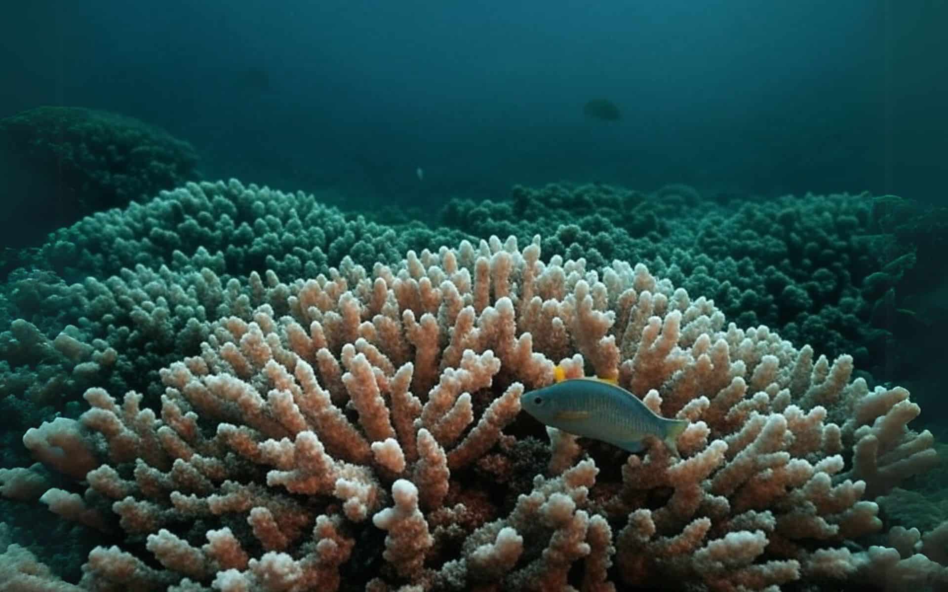 Coral Reef Fish Adapt to Rising Temperatures — But at What Cost?